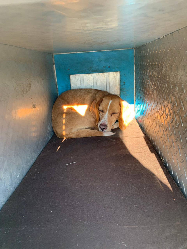 Dog Box Pads | Kennel Pads Mule Brand | Okie Dog Supply – OKIE DOG SUPPLY